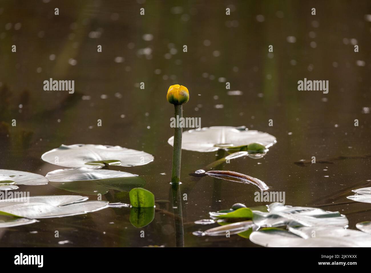 Closeup of Yellow capsule, perennial aquatic plant, species of the ...