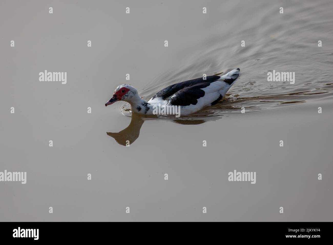 Muscovy in water hi-res stock photography and images - Alamy