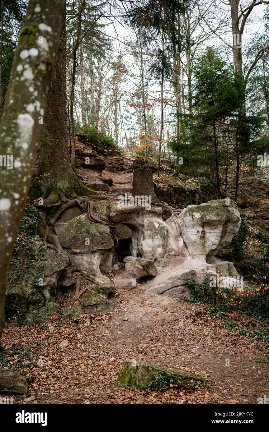 A vertical view of an old tree roots on the cliff in the forest Stock ...