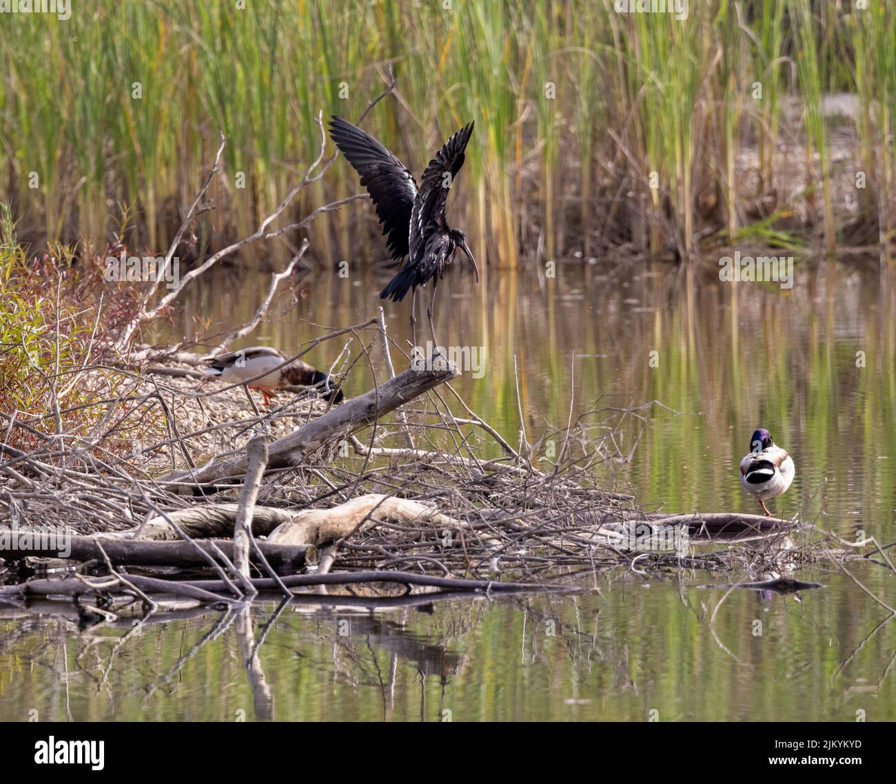 Birds wild wildlife nature lake hi-res stock photography and images - Alamy