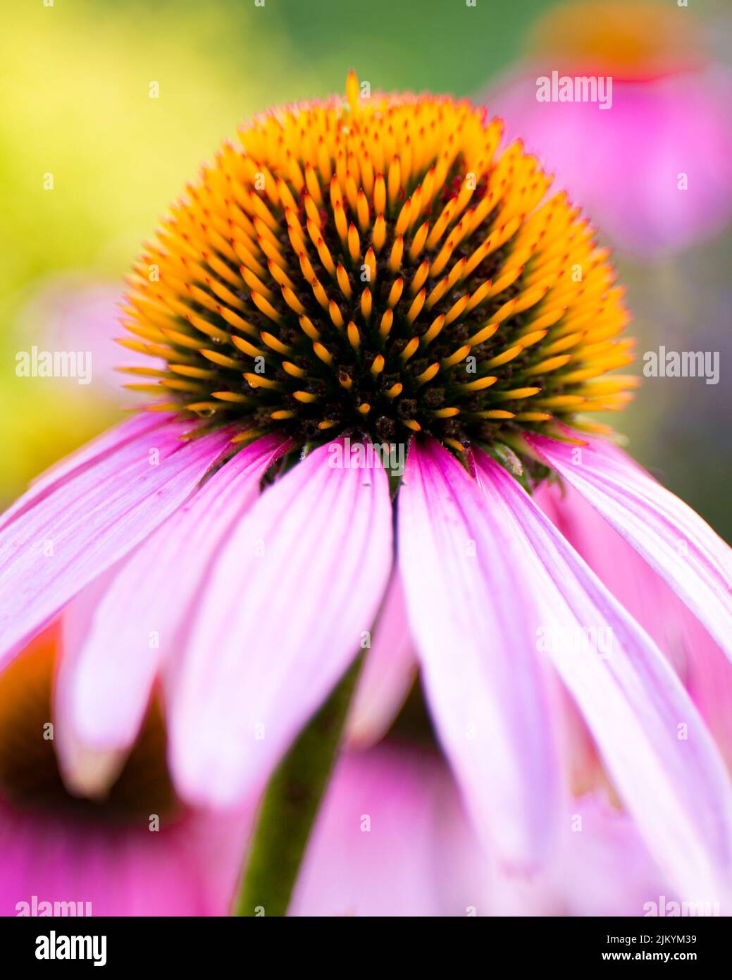 A selective of a coneflower in a garden Stock Photo - Alamy
