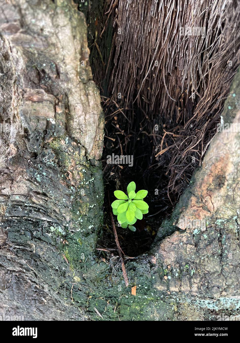 Top-down view of the leaves of a new plant growing inside an old tree ...
