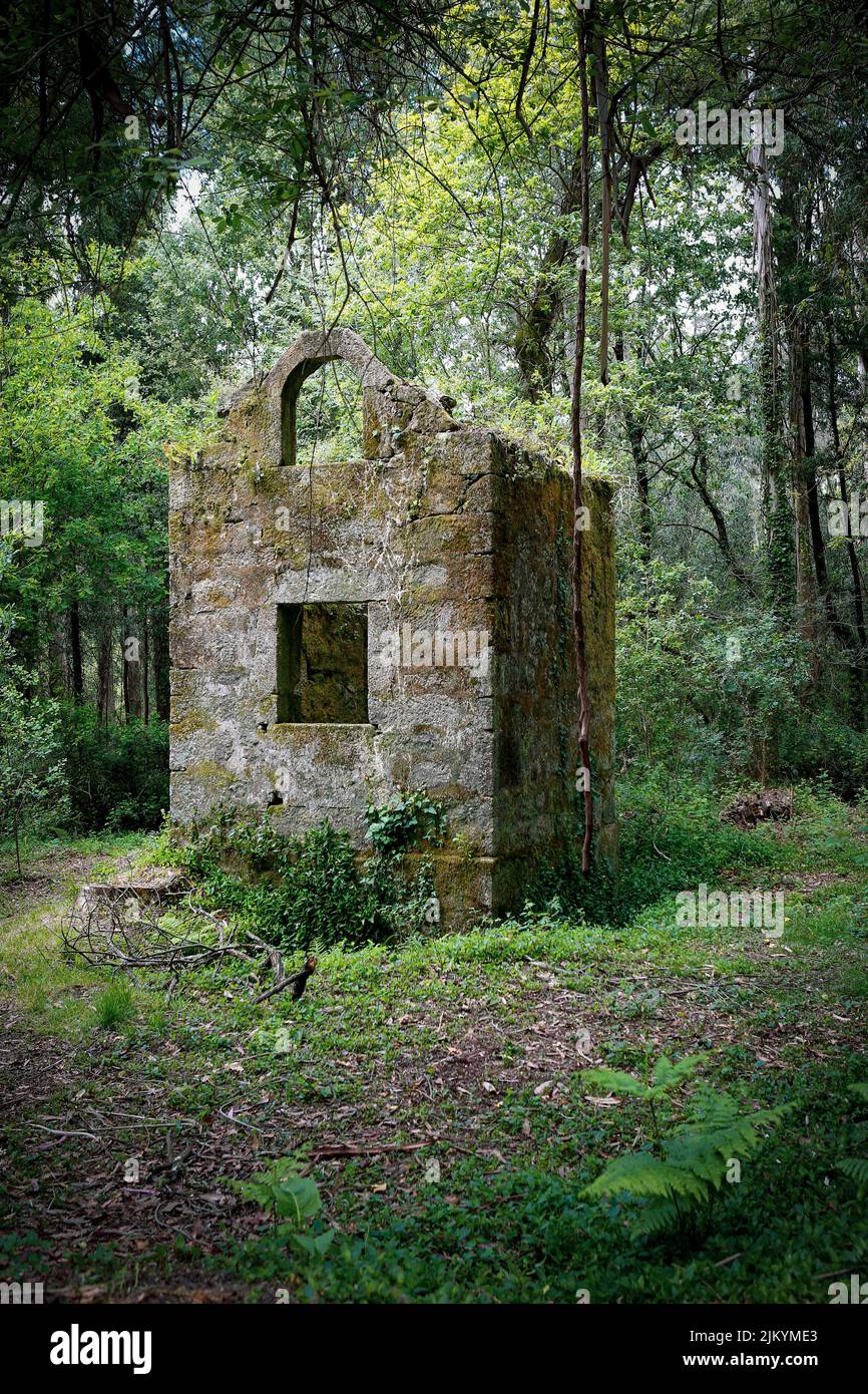 A view of a ruined building in a forest with large trees Stock Photo ...