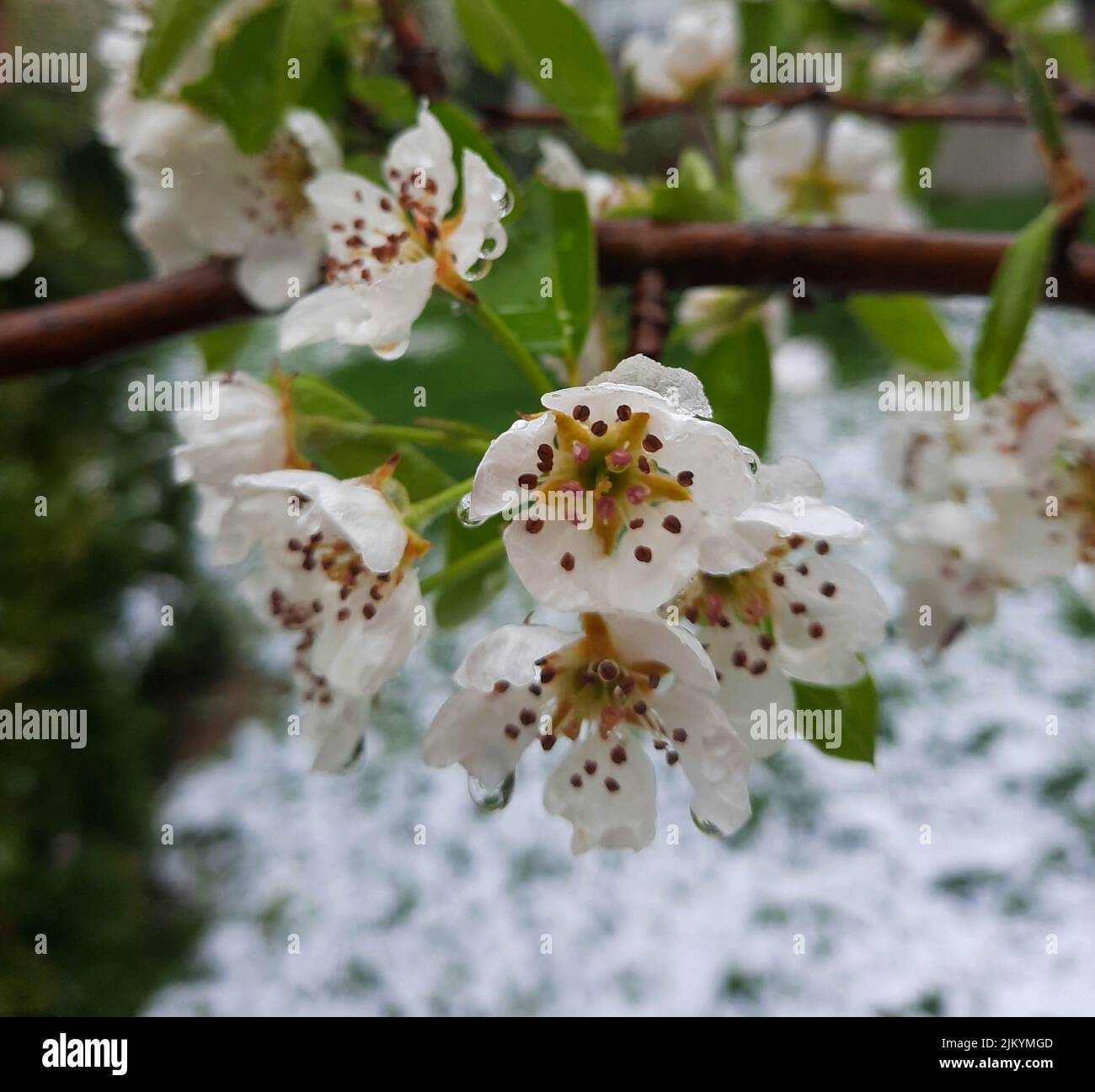 Snow in May covered the flowering trees and pear blossom Stock Photo ...