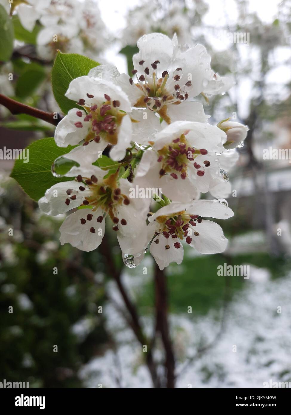 Snow in May covered the flowering trees and pear blossom Stock Photo ...