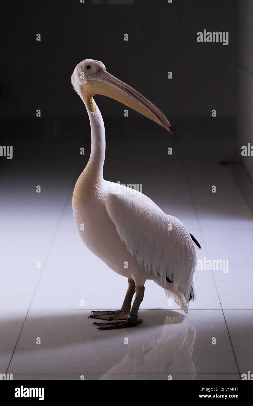 Pelican standing hi-res stock photography and images - Alamy