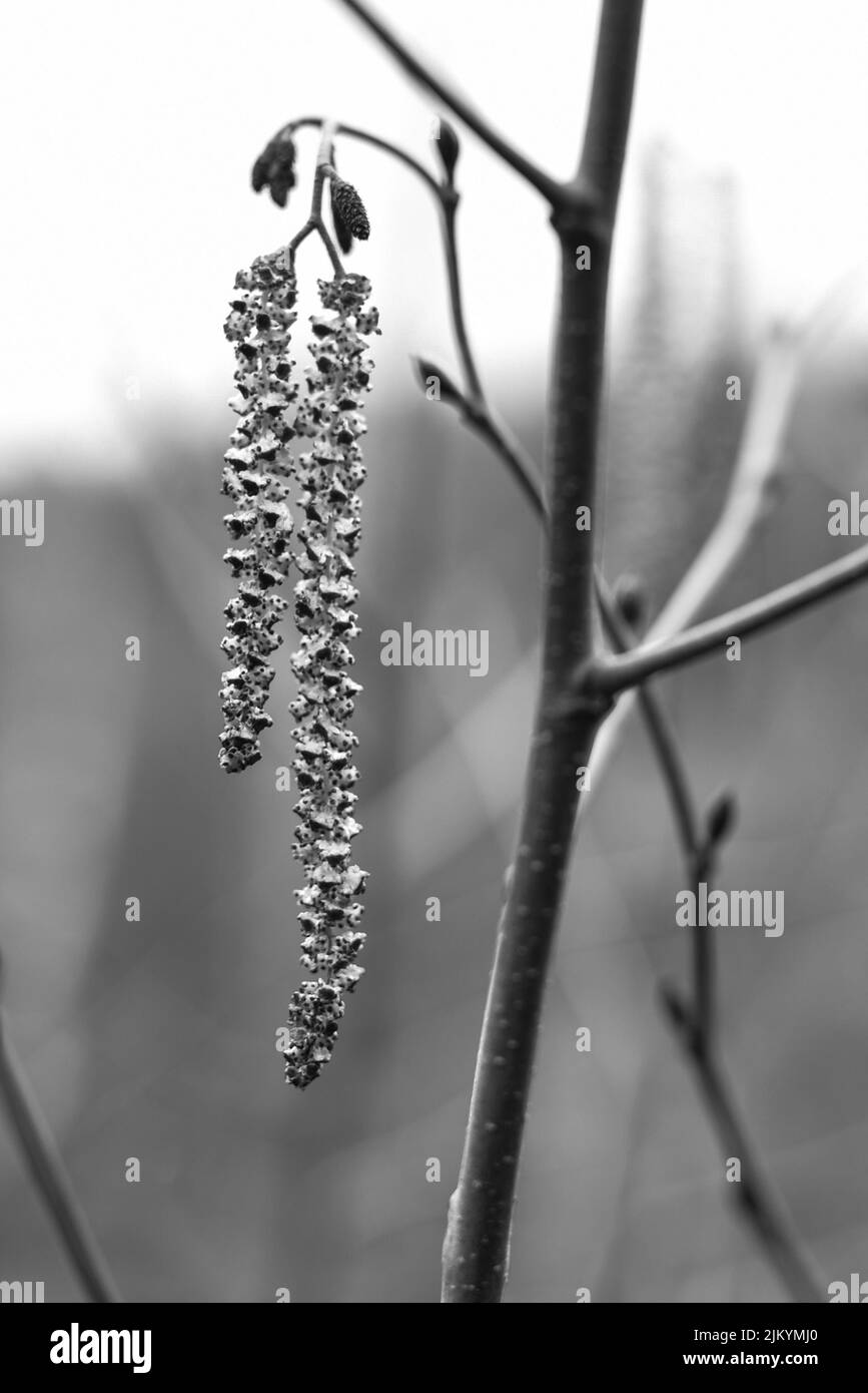 A vertical grayscale shot of an Alder tree branch Stock Photo - Alamy