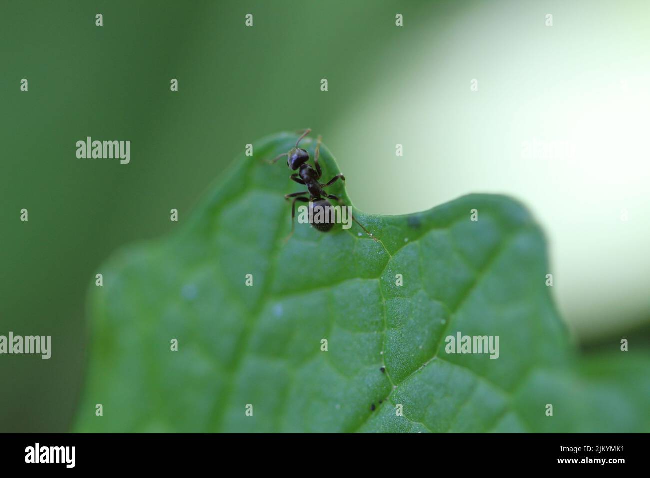 Ant leaf nature hi-res stock photography and images - Alamy