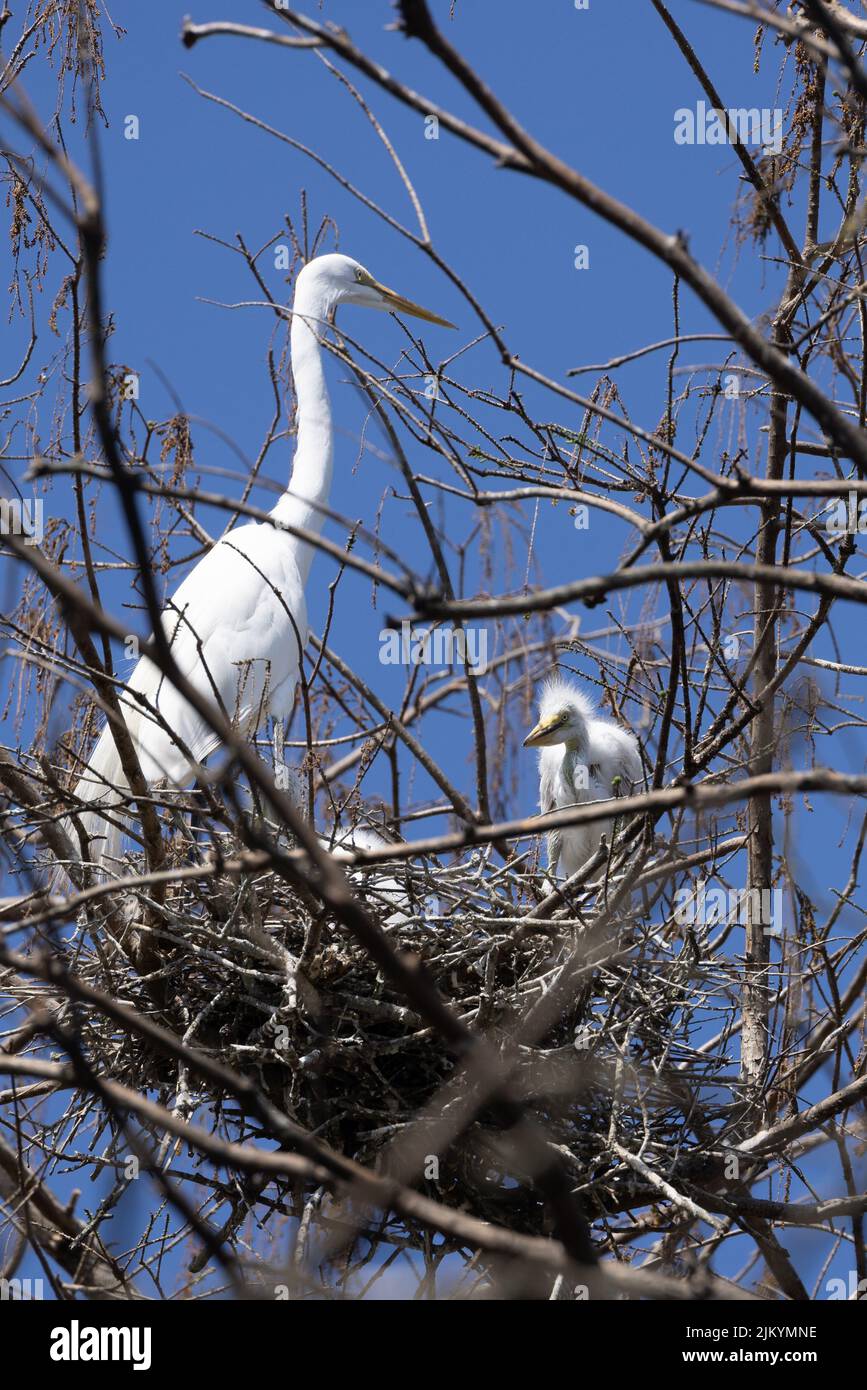 Blue egret hi-res stock photography and images - Alamy