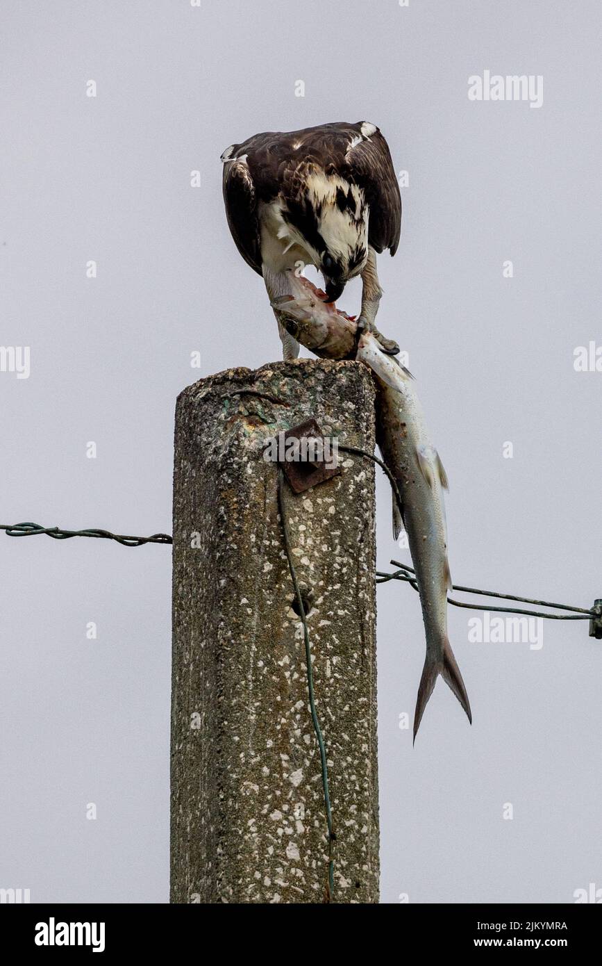 An osprey eating its prey on a log of a fence Stock Photo - Alamy
