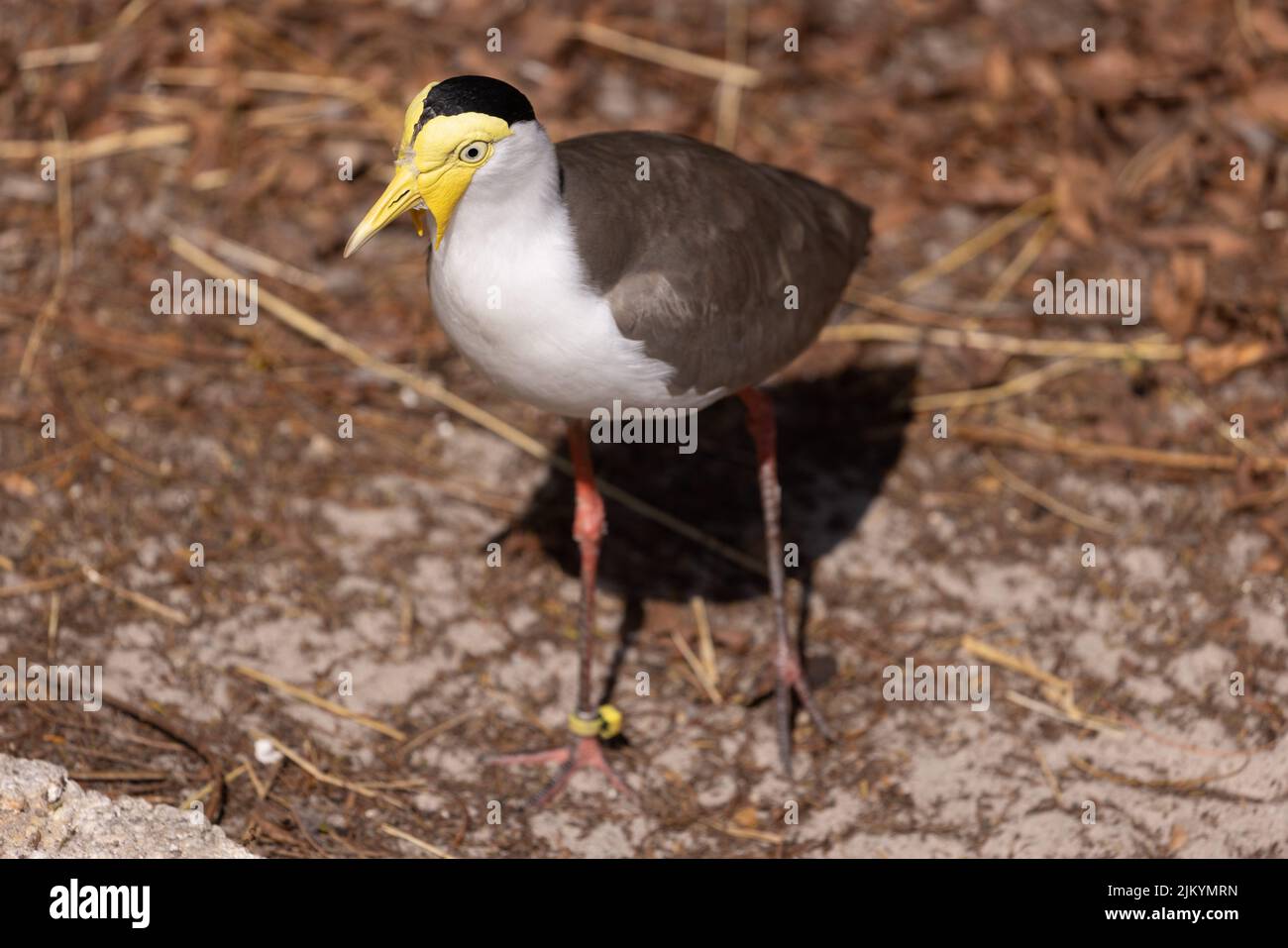 A selective of a masked lapwing (Vanellus miles) on the ground Stock ...