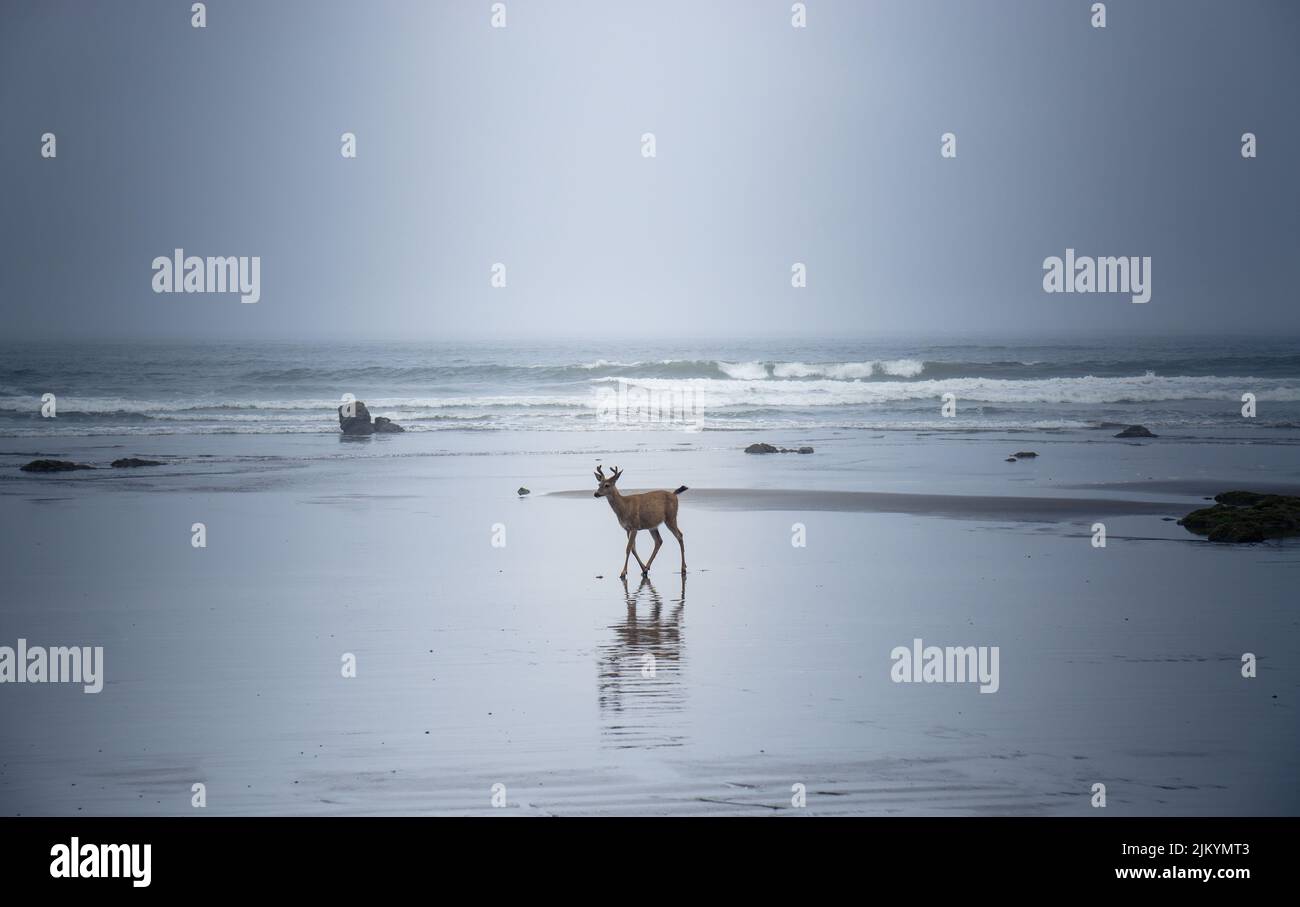 A young buck at the water's edge in misty twilight along the North ...