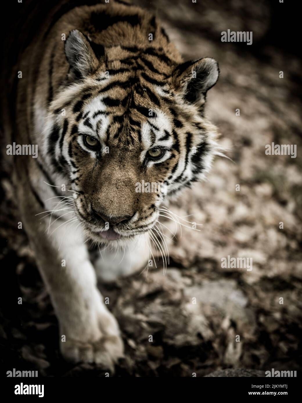 A selective of a mighty tiger Stock Photo - Alamy