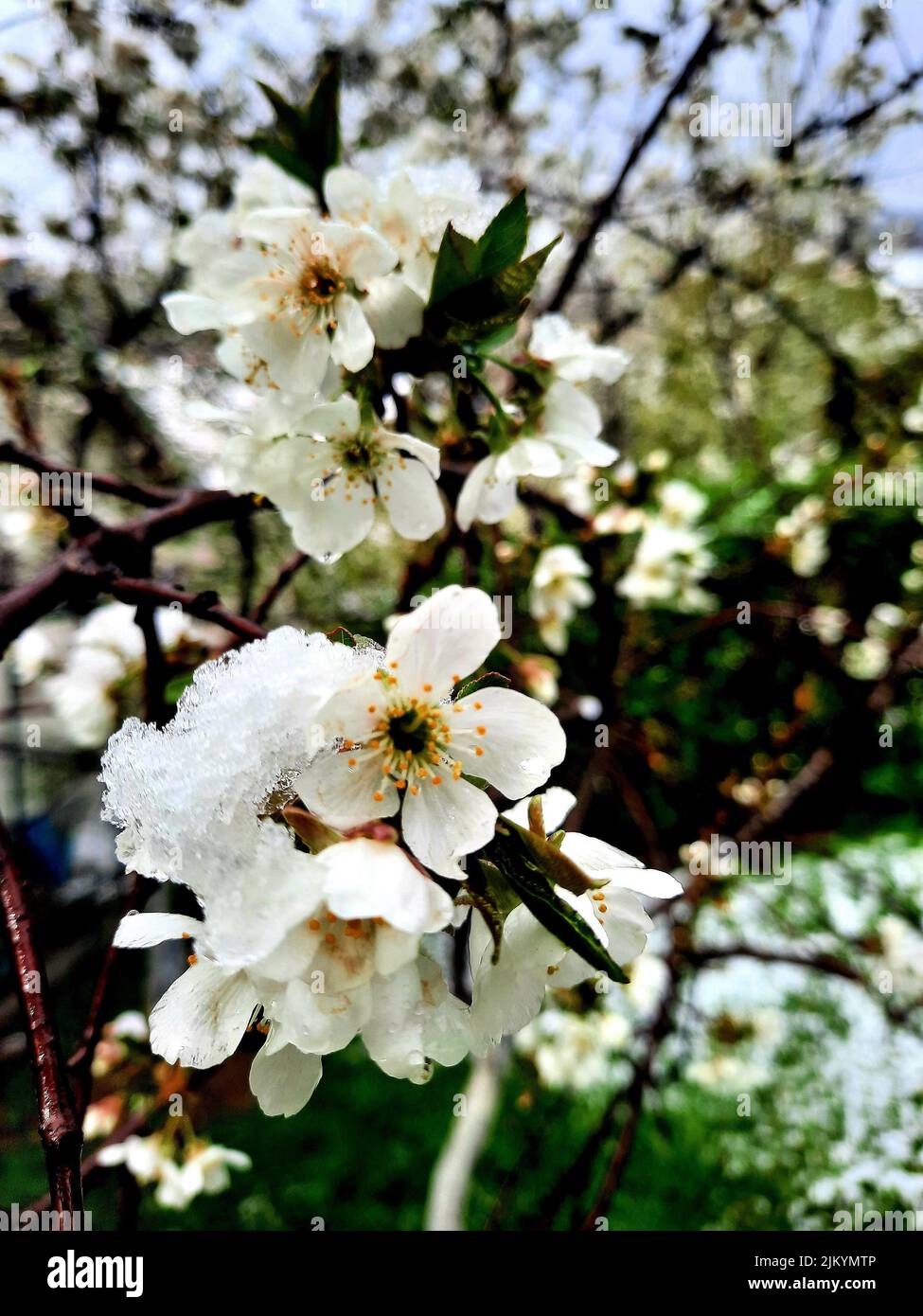 Snow in May covered the flowering trees and pear blossom Stock Photo ...