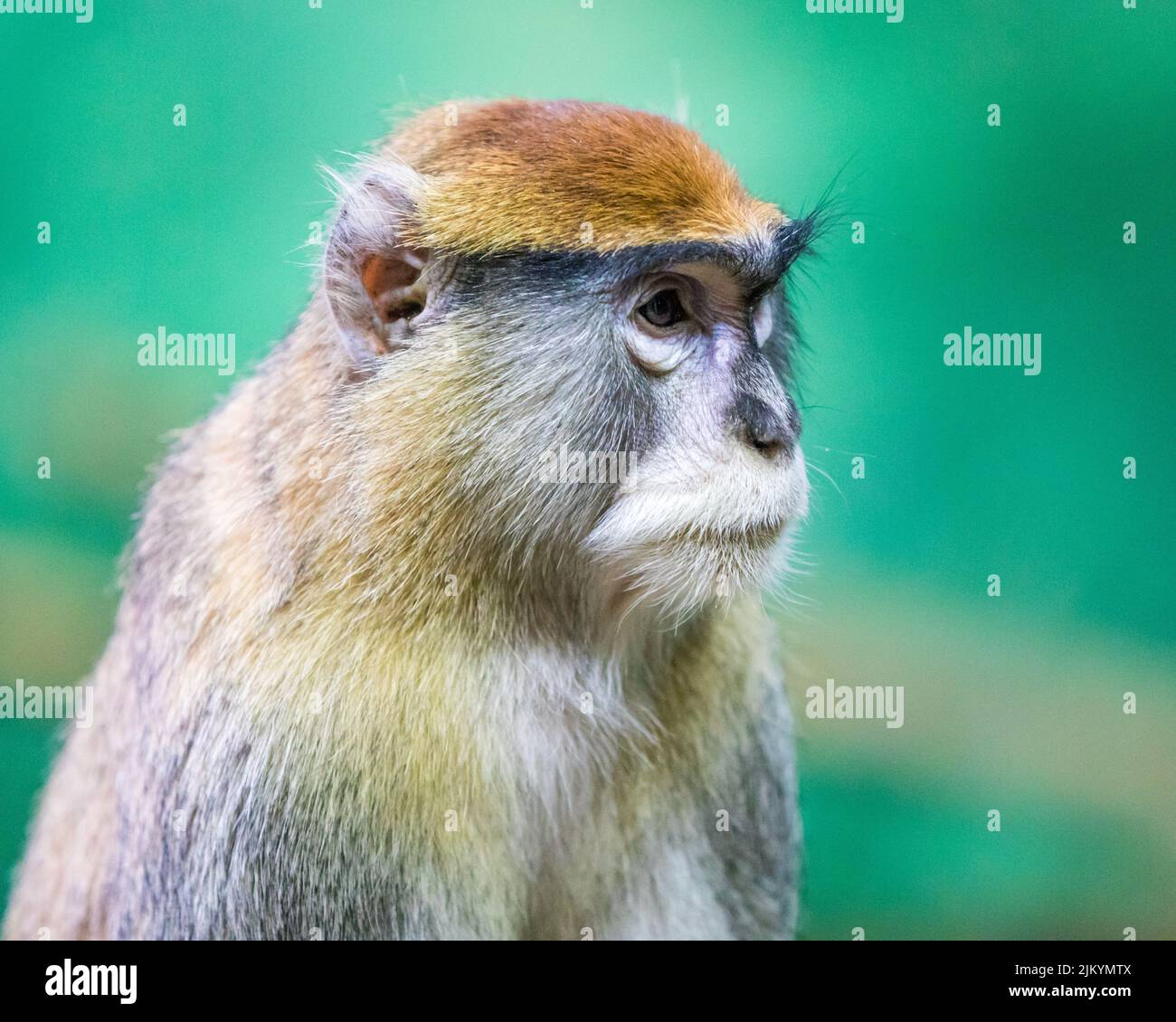 A selective of a common patas monkey (Erythrocebus patas Stock Photo ...