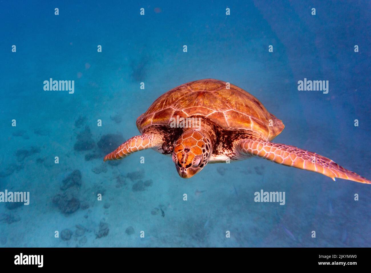 Green Sea Turtle in shallow waters near Bridgetown Barbados Stock Photo ...