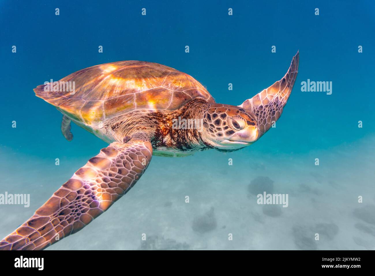 Barbados pattern hi-res stock photography and images - Alamy