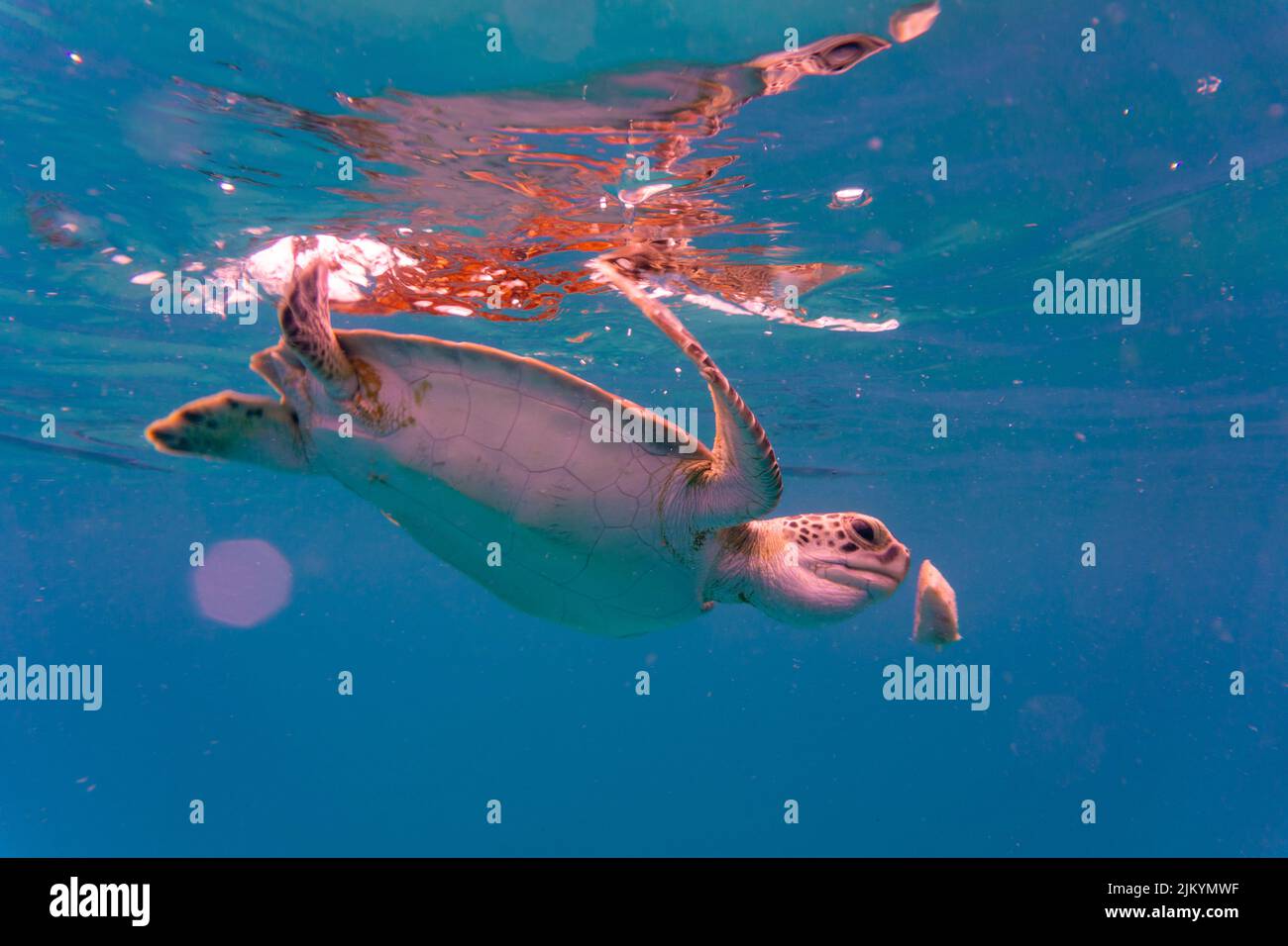 Hawksbill Sea Turtle in shallow waters near Bridgetown Barbados Stock ...
