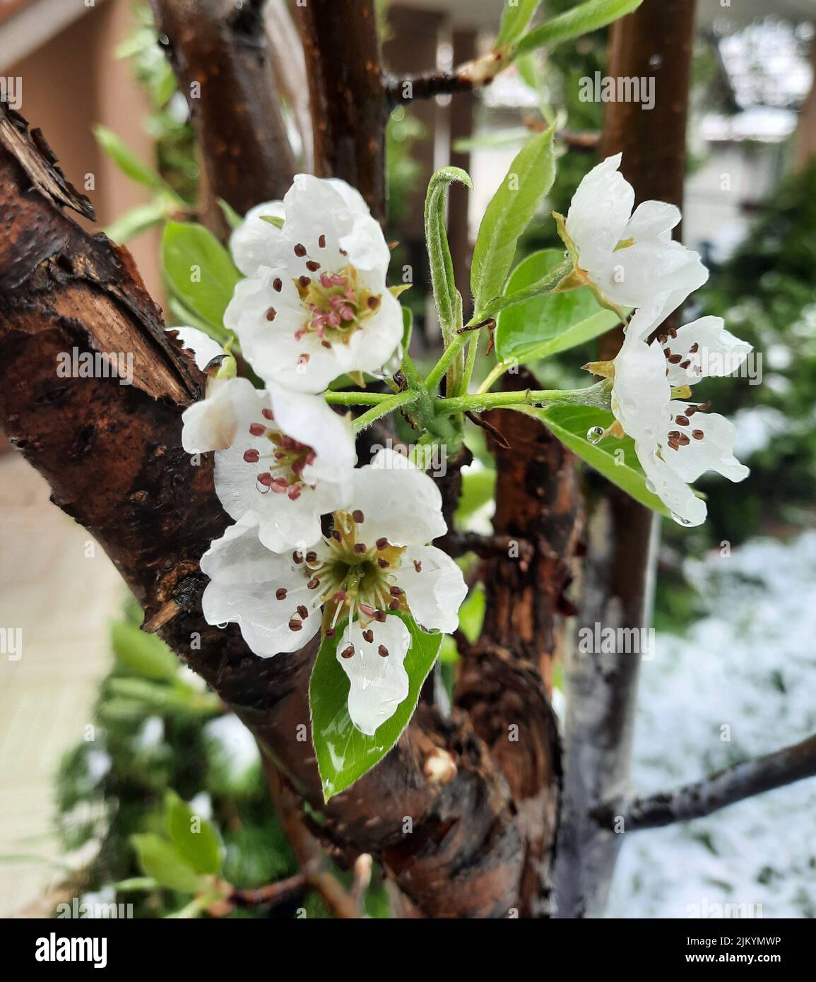 Snow covered inflorescence hi-res stock photography and images - Alamy