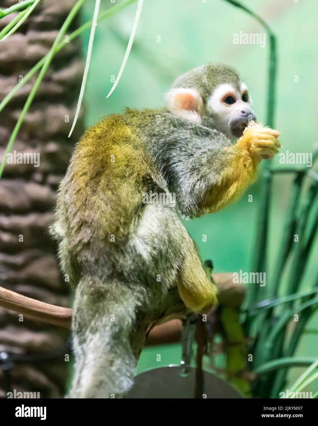 A selective of a Squirrel monkey Stock Photo - Alamy