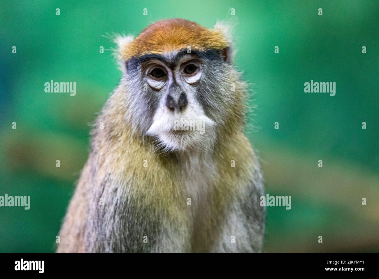 A selective of a common patas monkey (Erythrocebus patas Stock Photo ...