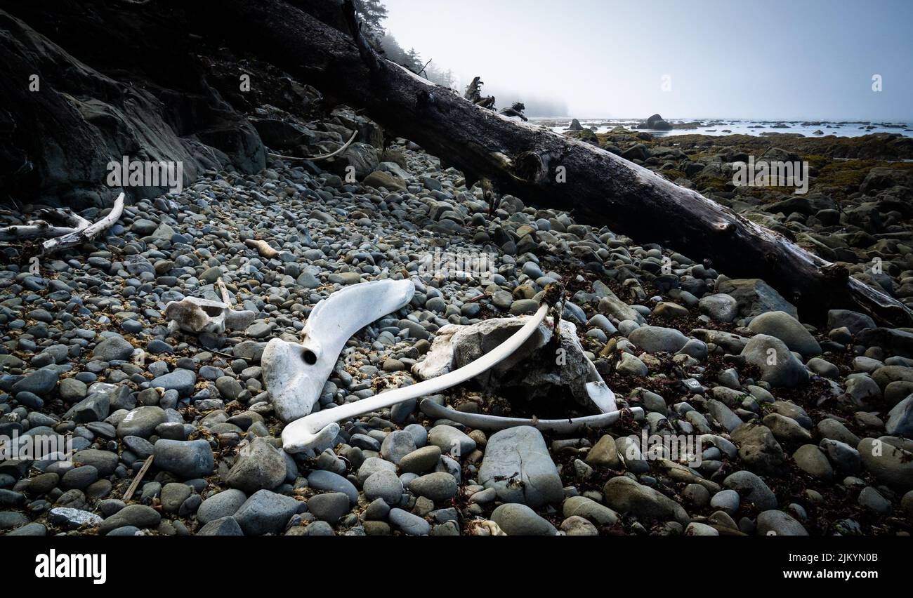 Whale bones on the shore of the North Coast, Olympic National Park ...