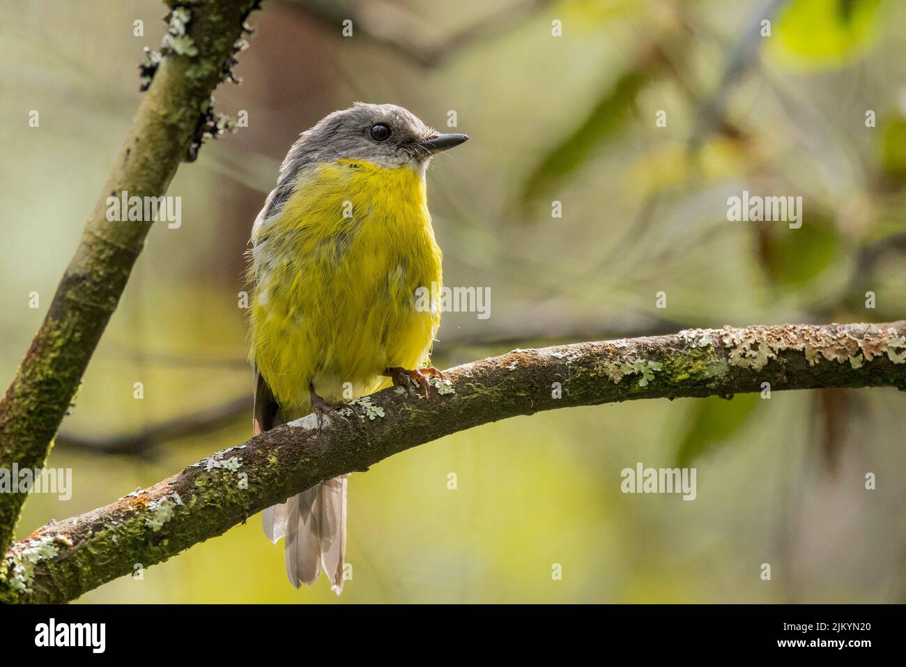 Australian bird nature hi-res stock photography and images - Alamy