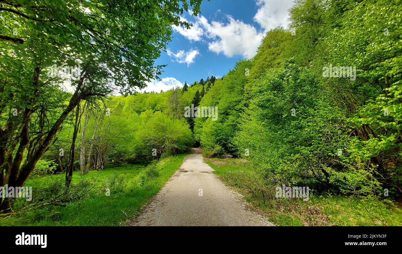 A beautiful view of a path in a forest, framed by trees Stock Photo - Alamy