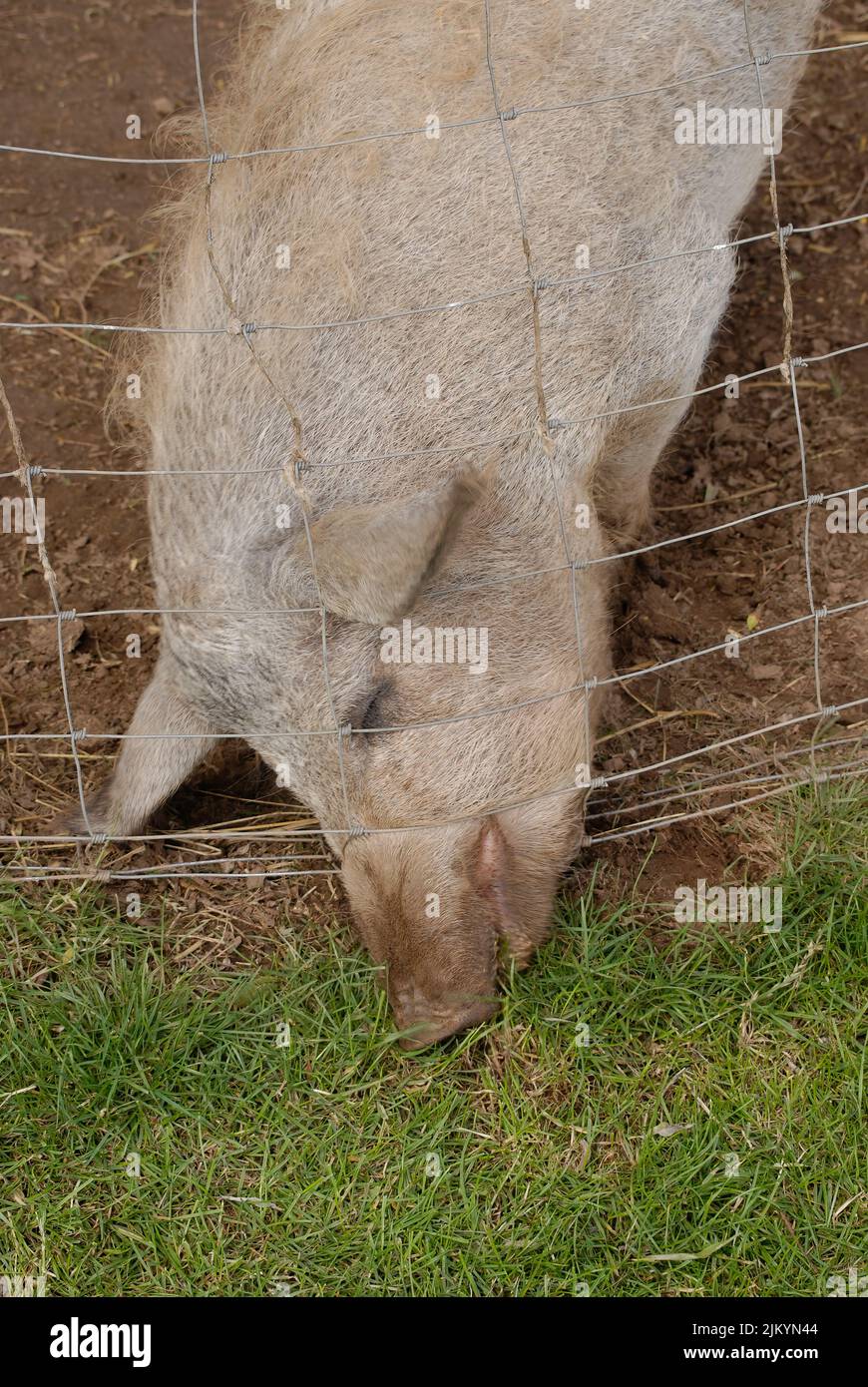 Pig grass fence hi-res stock photography and images - Alamy