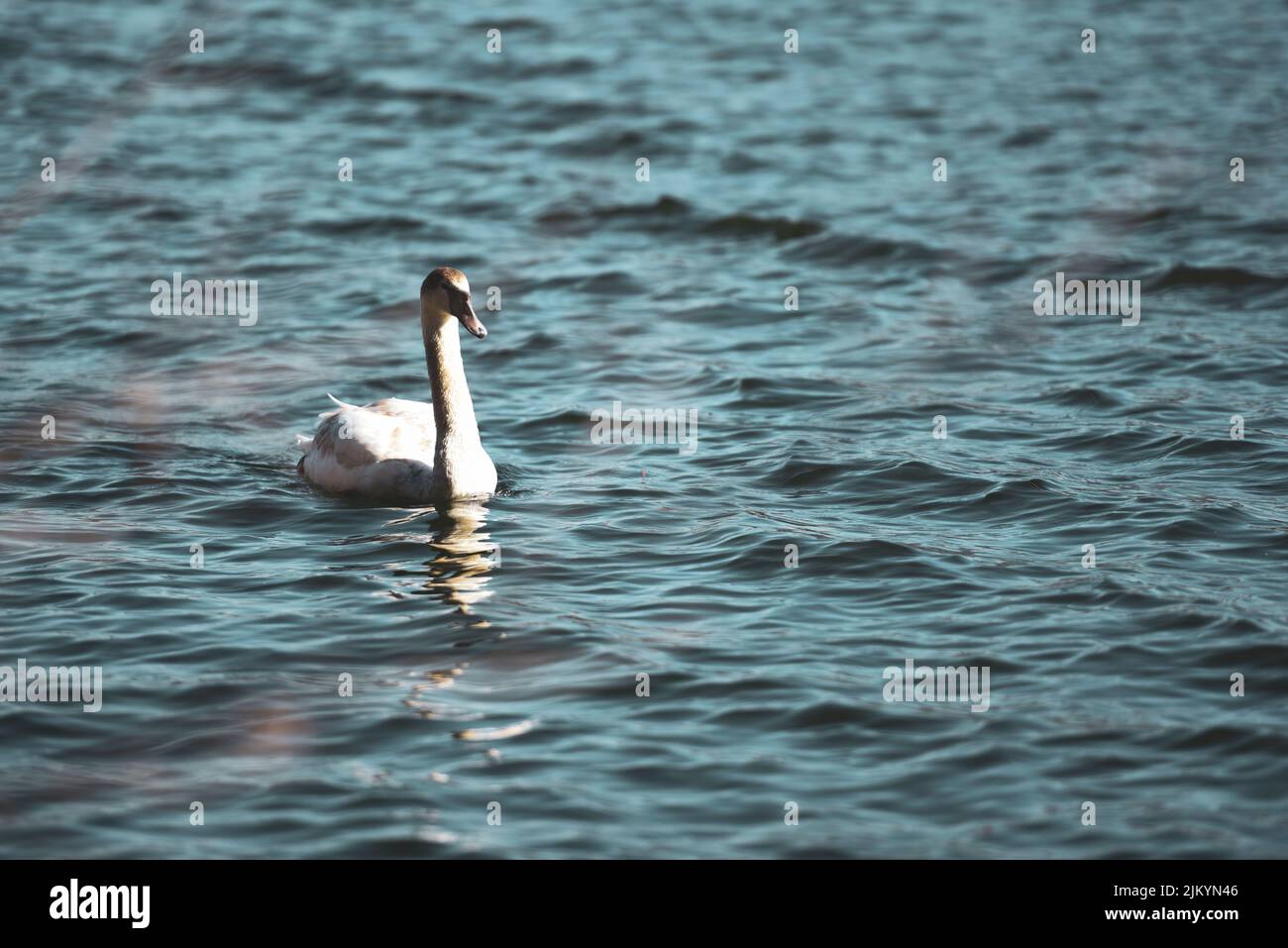 Swan on sea hi-res stock photography and images - Alamy