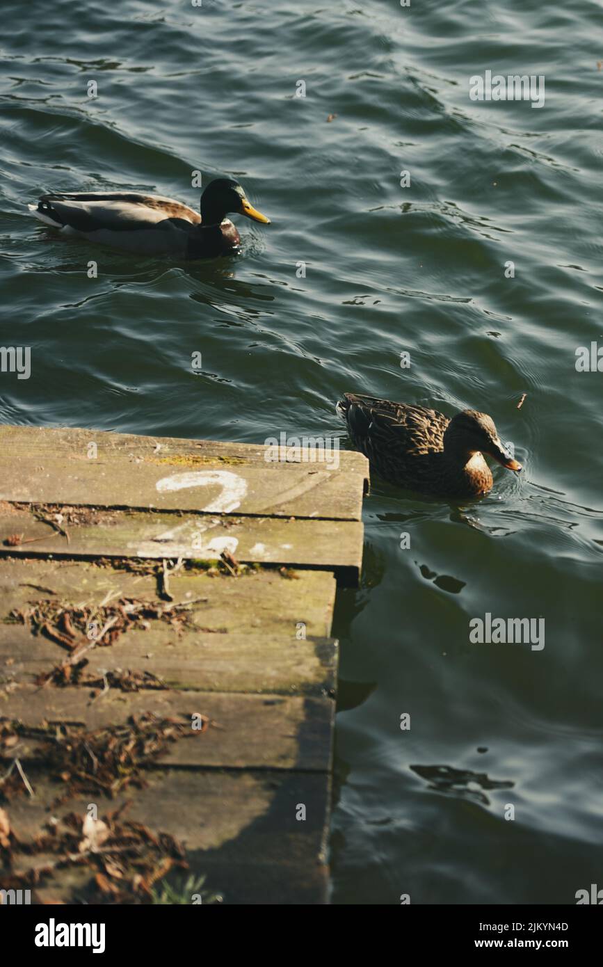 A vertical high angle shot of ducks swimming near a pier Stock Photo ...