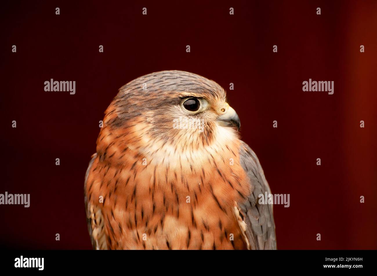 Merlin, Falco columbarius Stock Photo - Alamy