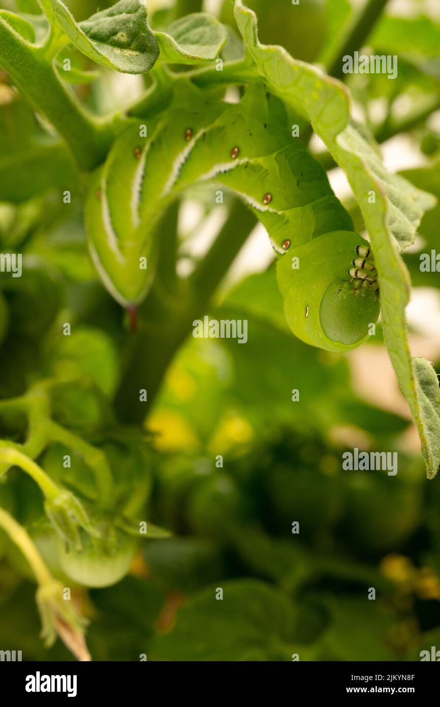 Tomato hornworm hi-res stock photography and images - Alamy