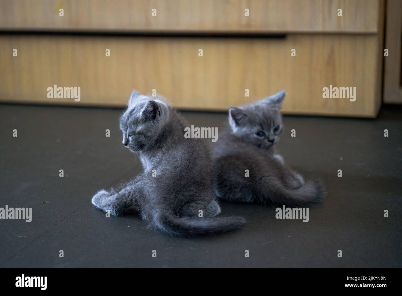 Cute pet cat british short blue cat is feeding and eating Stock Photo ...