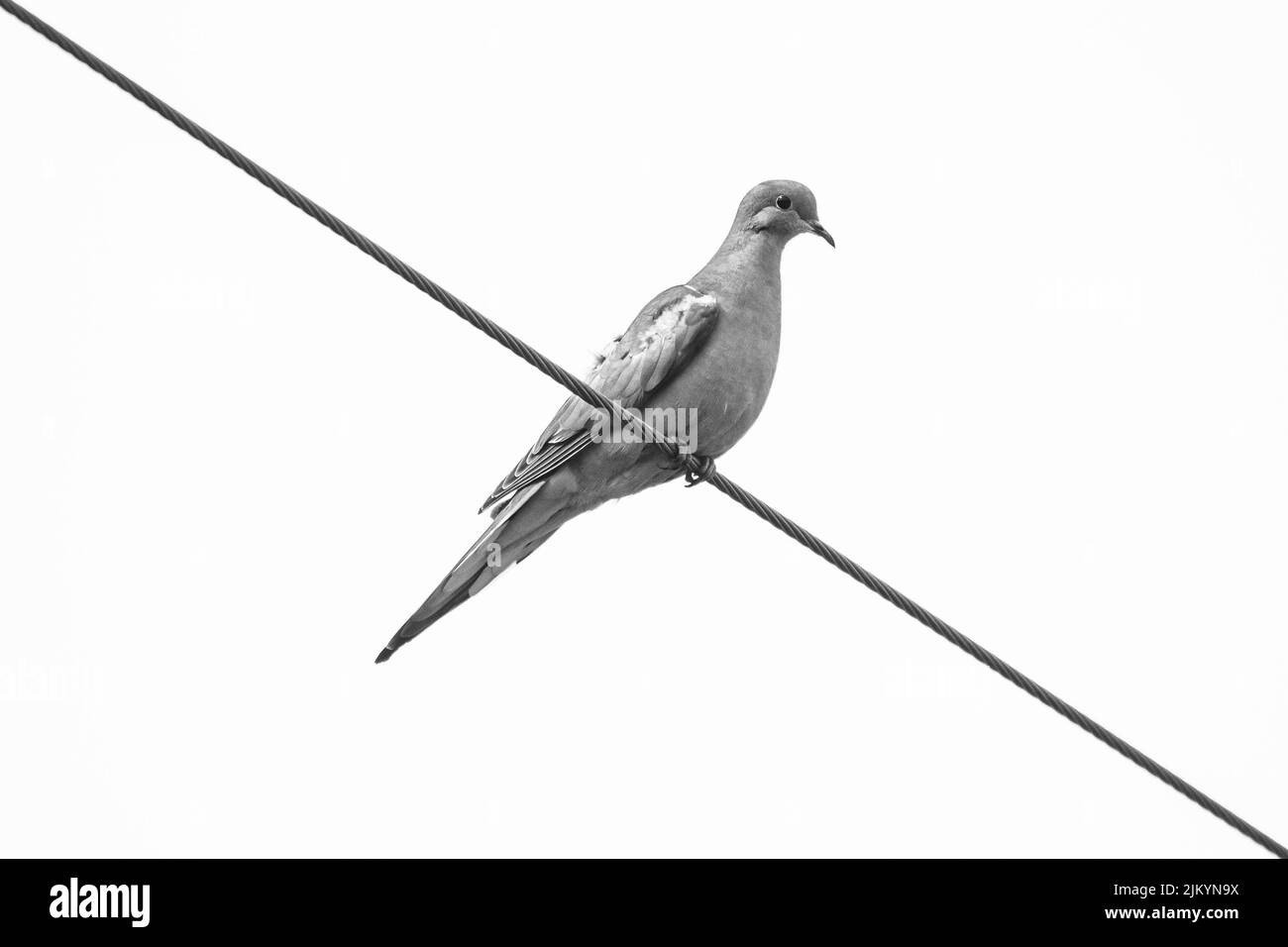 Dove on a wire hi-res stock photography and images - Alamy