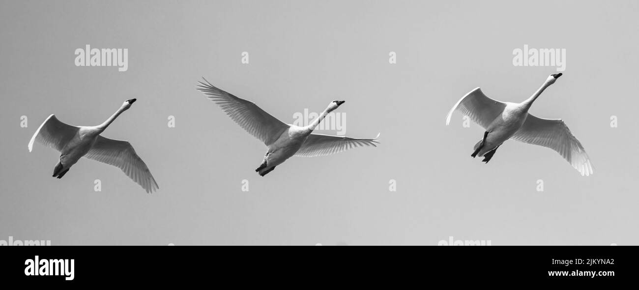 Flying tundra swans hi-res stock photography and images - Alamy