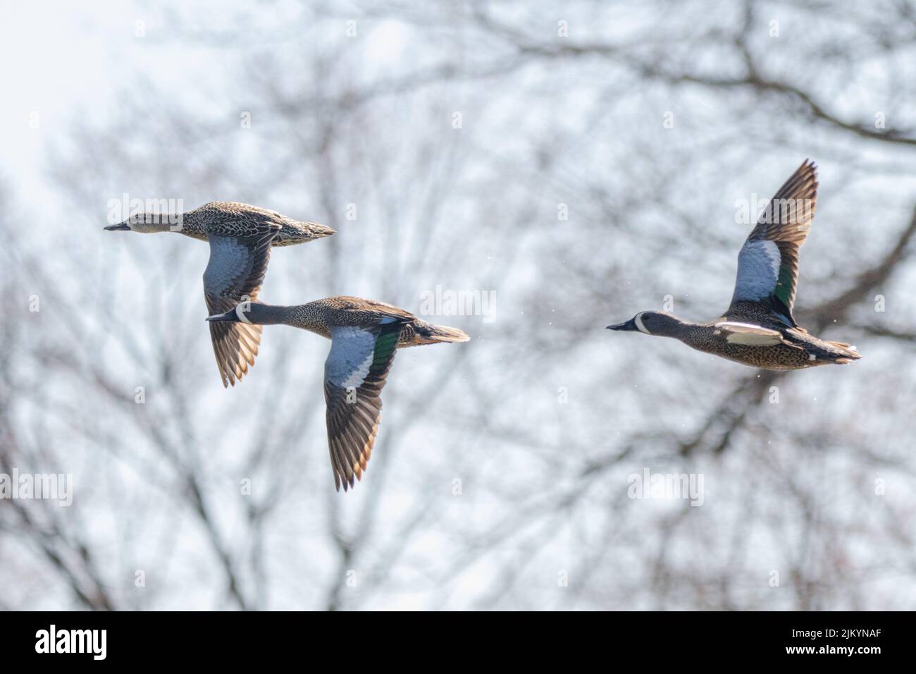 A view of blue-winged teal ducks flying over the forest Stock Photo - Alamy