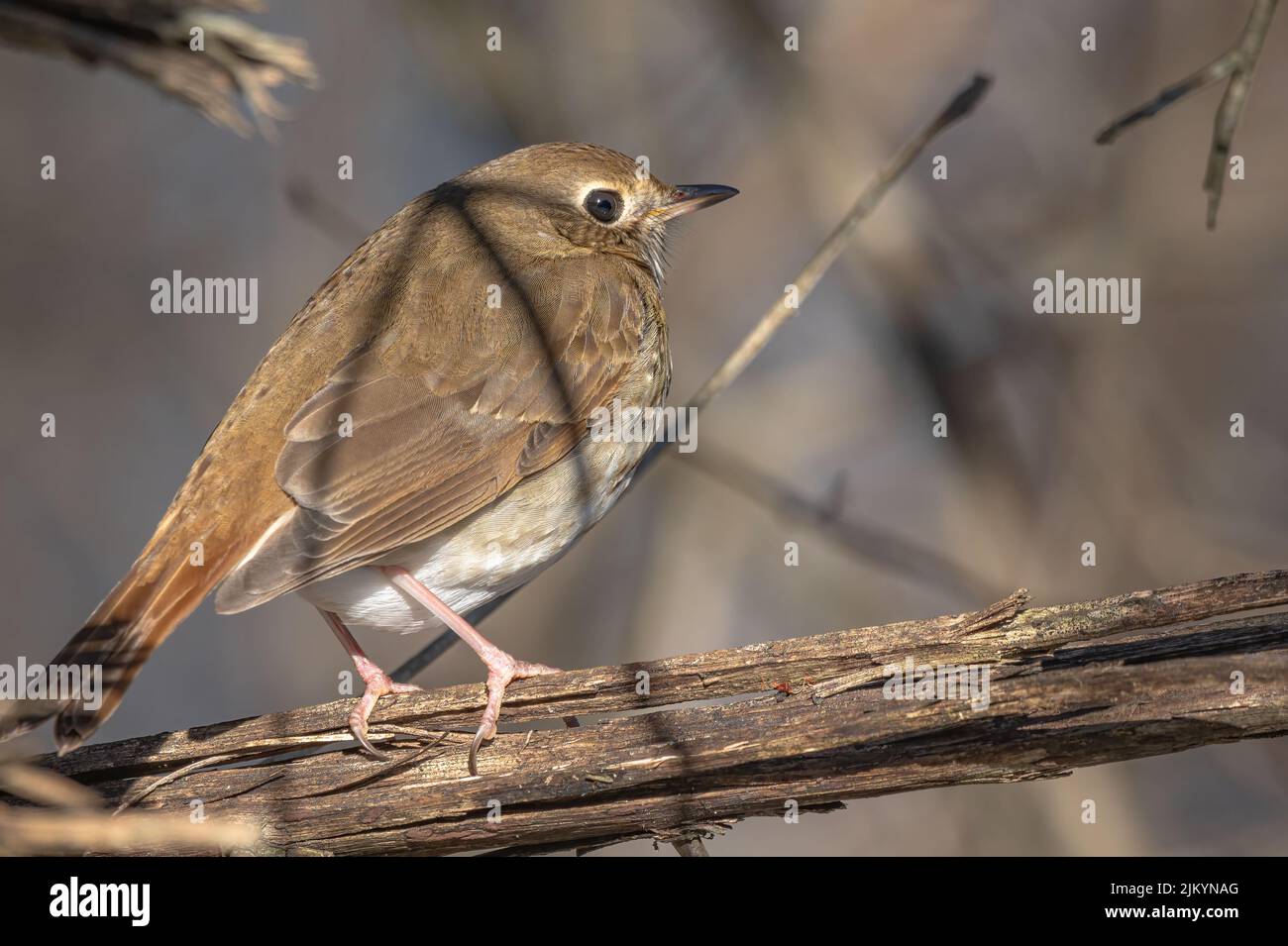 Songbird tree hi-res stock photography and images - Alamy