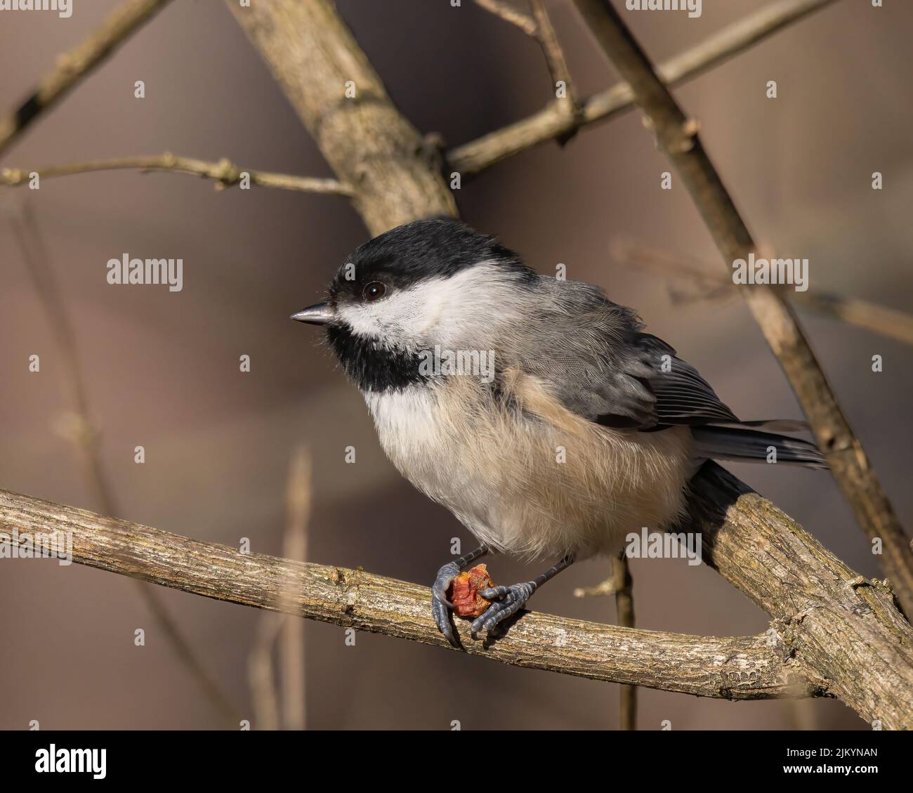 Songbird tree hi-res stock photography and images - Alamy