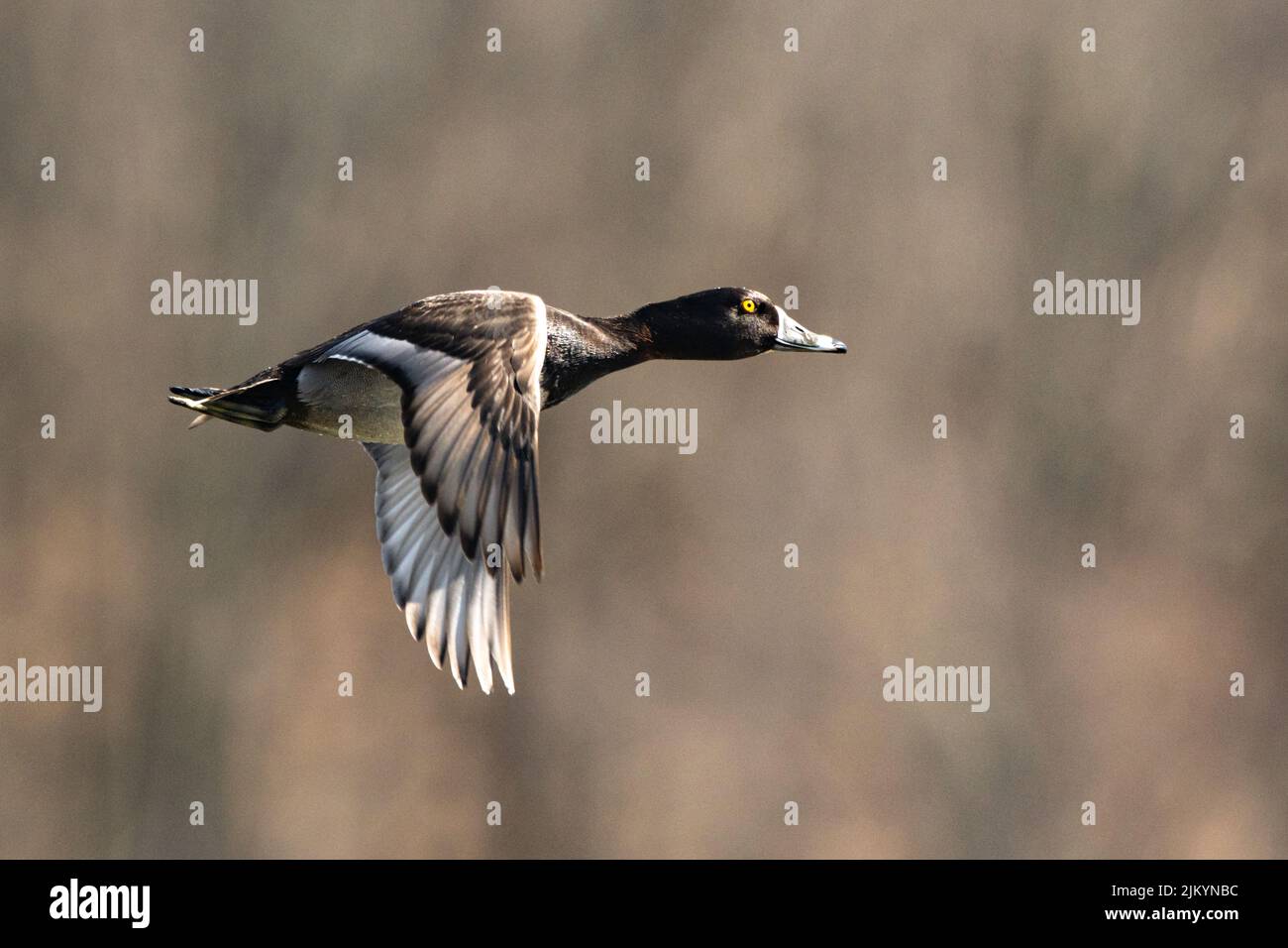 A view of a flying Ring-necked duck in a forest Stock Photo - Alamy