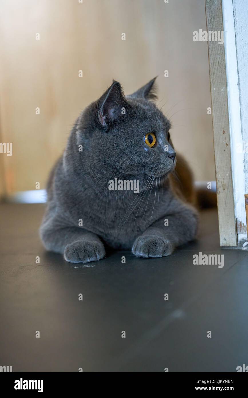 Cute pet cat british short blue cat is feeding and eating Stock Photo ...