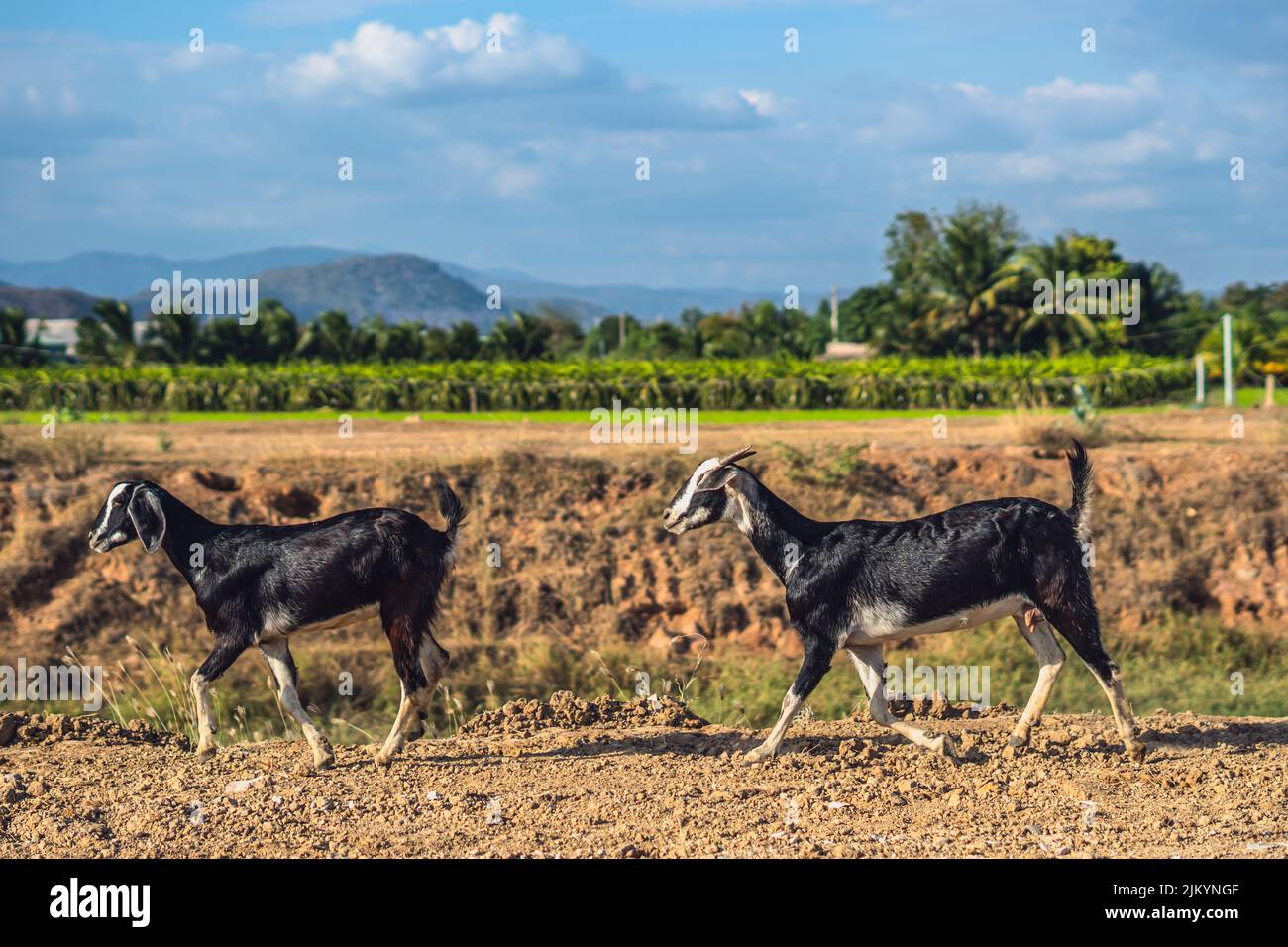 Beautiful summer landscape. Graceful black white goats glossy coats ...