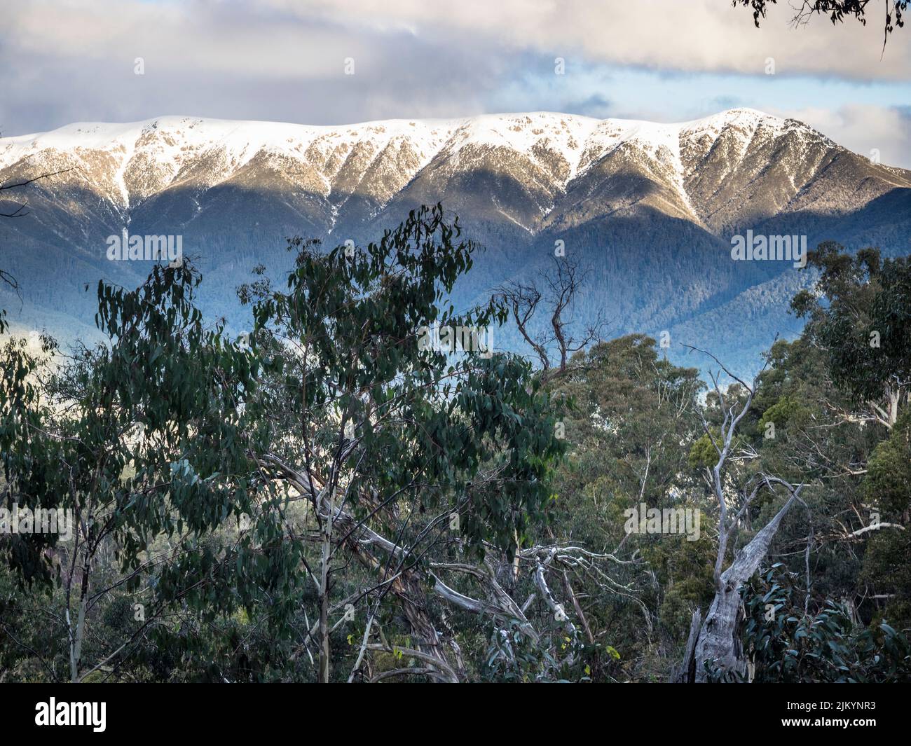 Victoria's highest peak, snow-covered Mount Bogong (1986m) from the ...