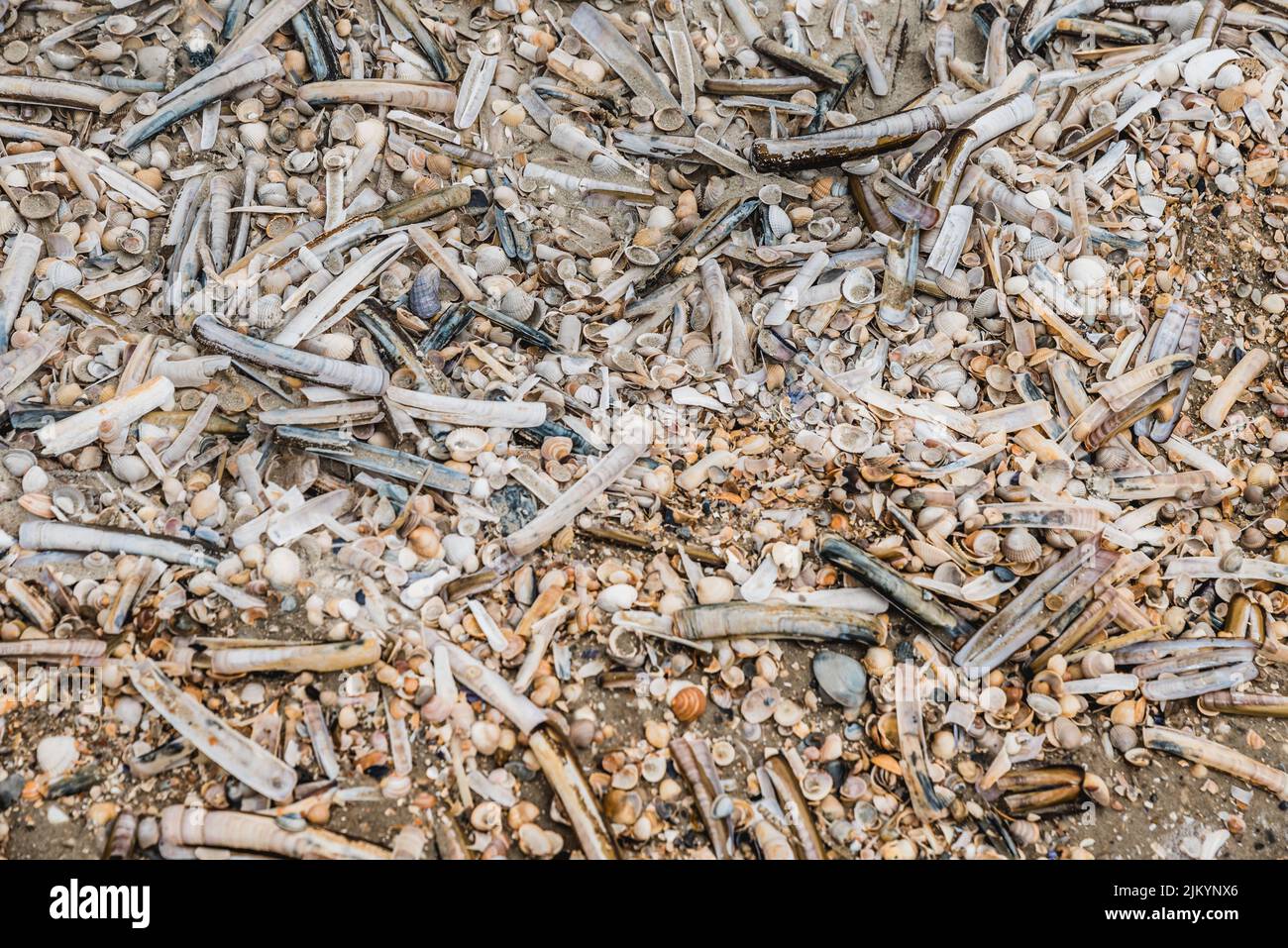 The small stones, sands, shells and grain waste on the beach of North ...
