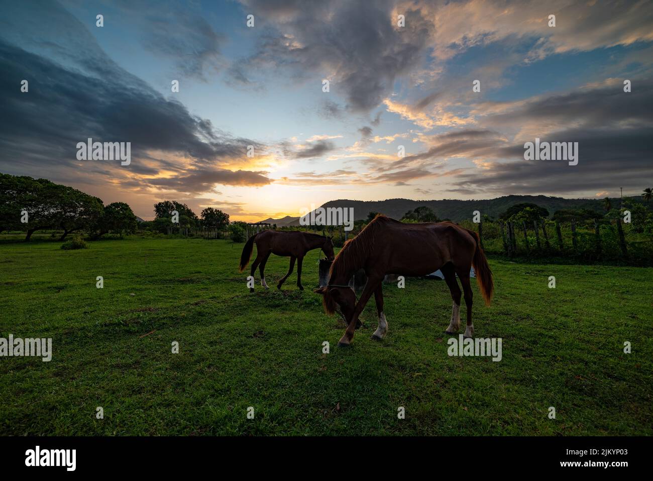 Shot horses grazing in hi-res stock photography and images - Alamy