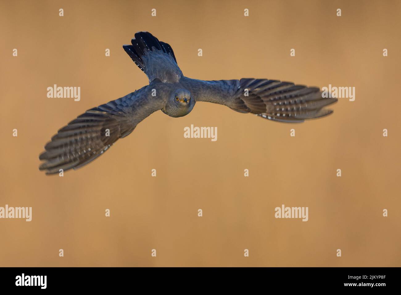 A closeup shot of a cuckoo flying with its wings wide open against the ...