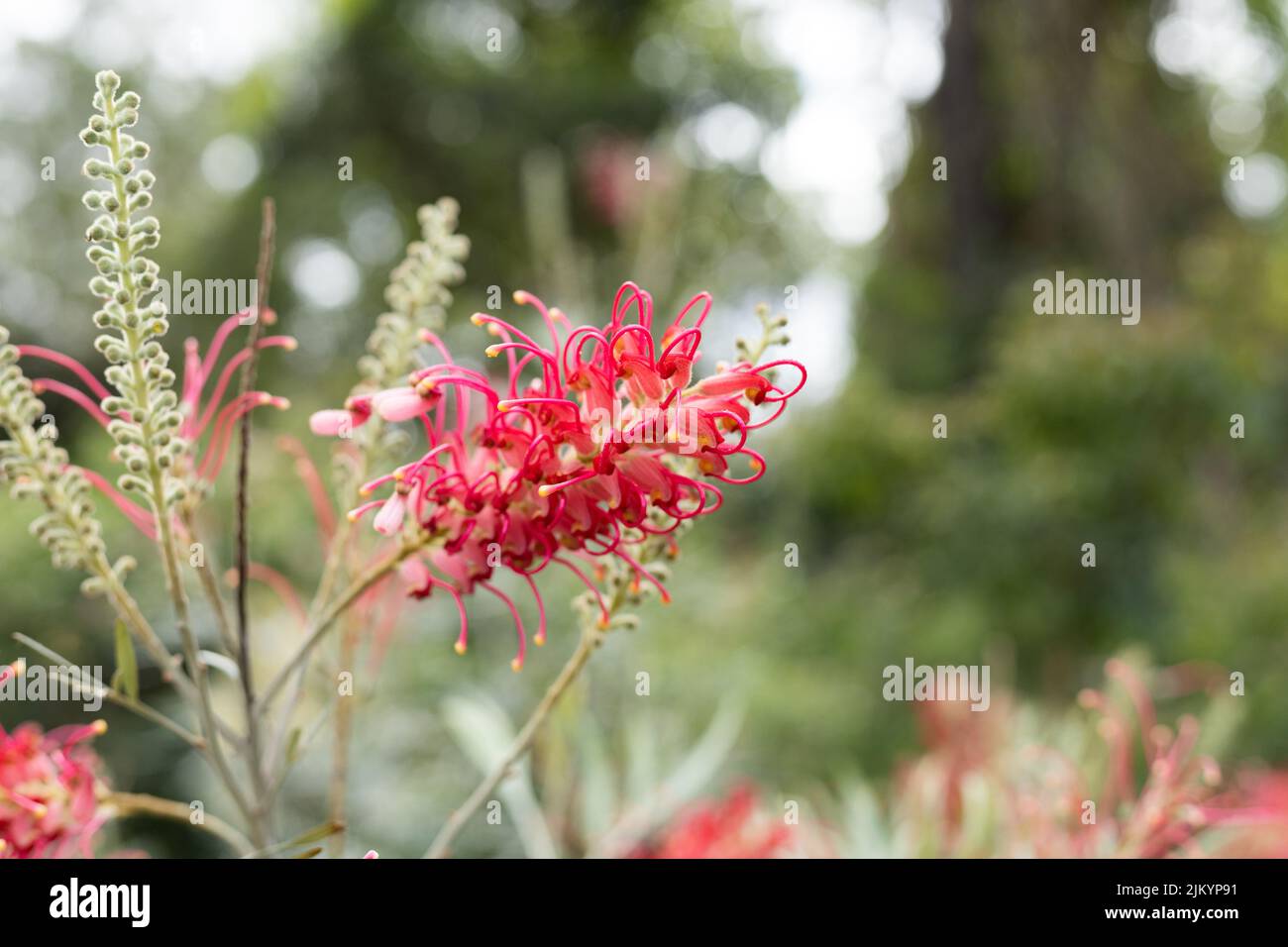 Beautiful grevillea flower hi-res stock photography and images - Alamy