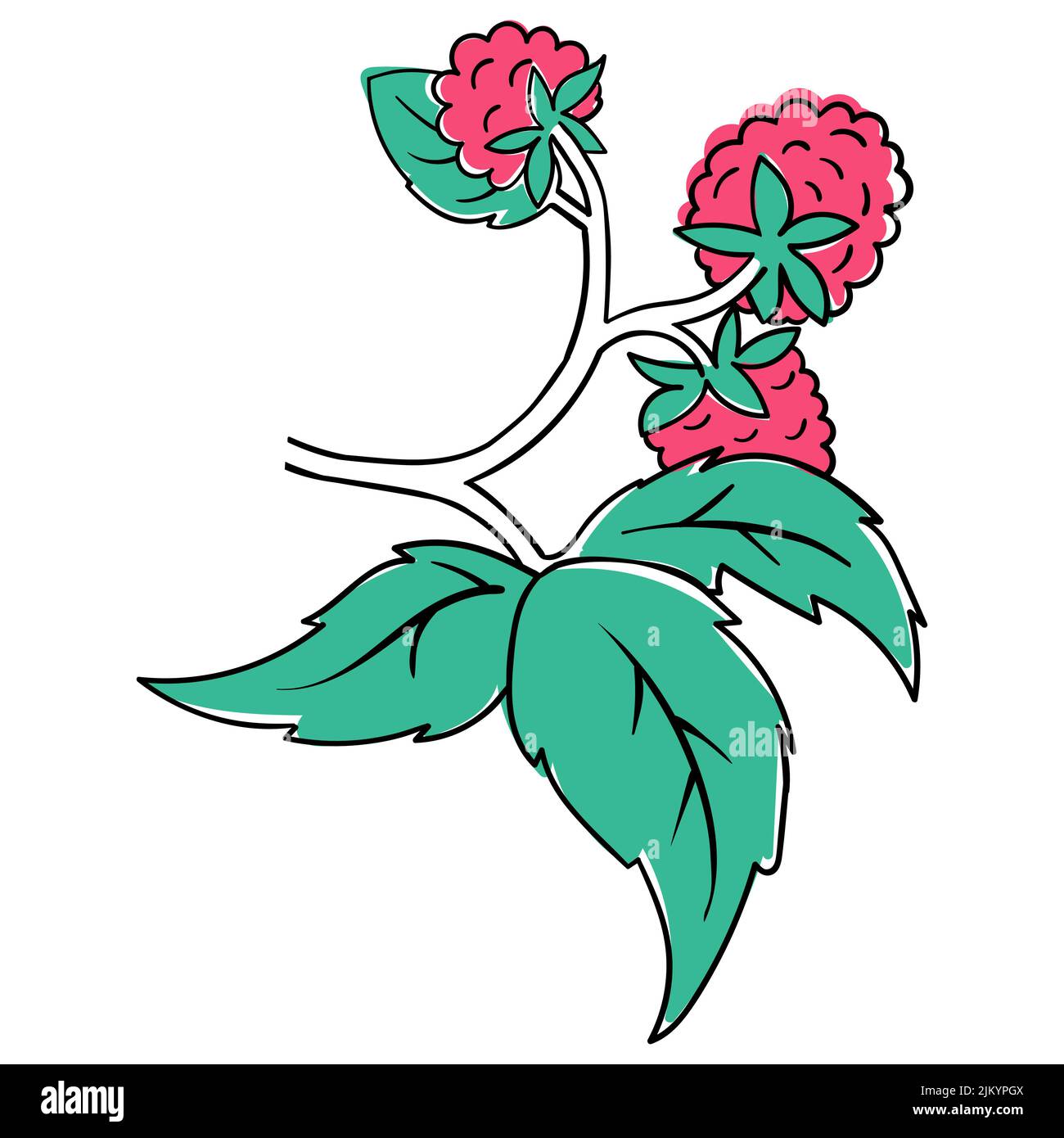 Raspberry Coloring Book elements. Black countour on white background ...