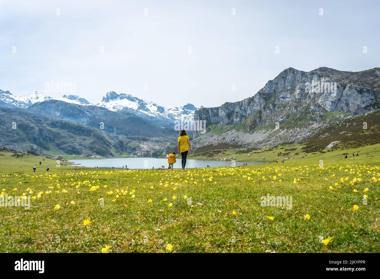 Picos de europa spring flowers hi-res stock photography and images - Alamy