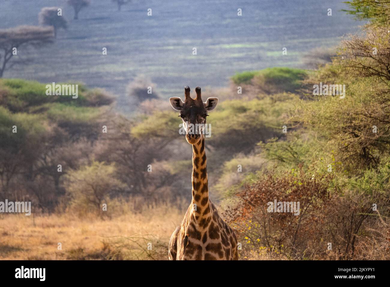 A giraffe in the forest of the Serengeti National Park, Tanzania, East ...